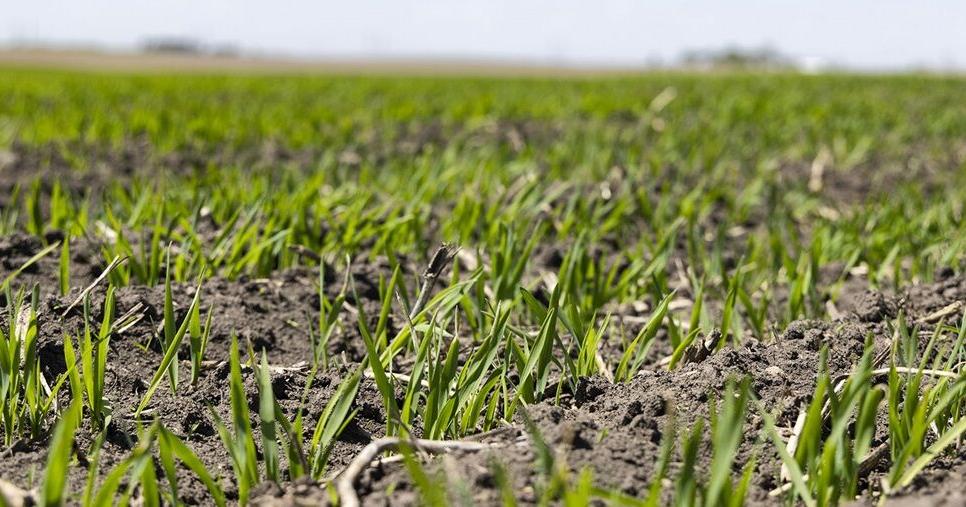 Planting pace picks back up, windows remain tight | Crop Conditions ...