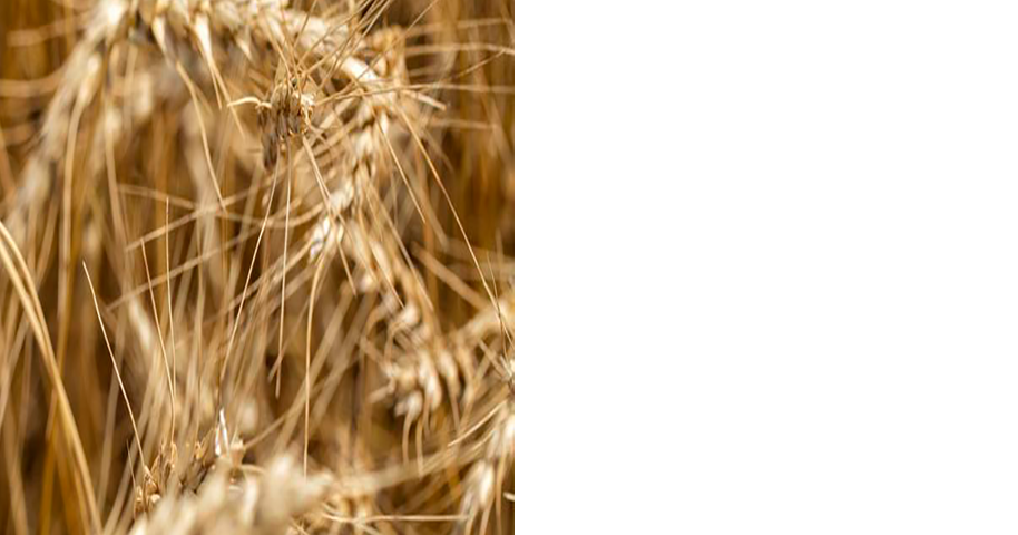 Needham offers management tips to grow 100-bushel wheat | Crop ...