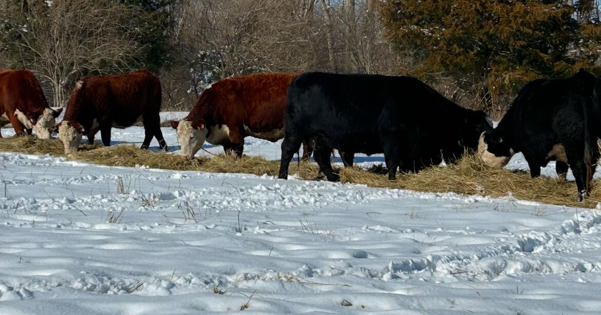Cold cows, warm care | | farmweeknow.com
