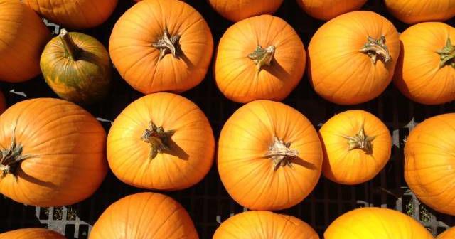 Randy Graham shares how weather impacts specialty growers in Illinois ...
