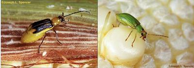 Corn rootworms making a comeback | Crop Conditions | farmweeknow.com