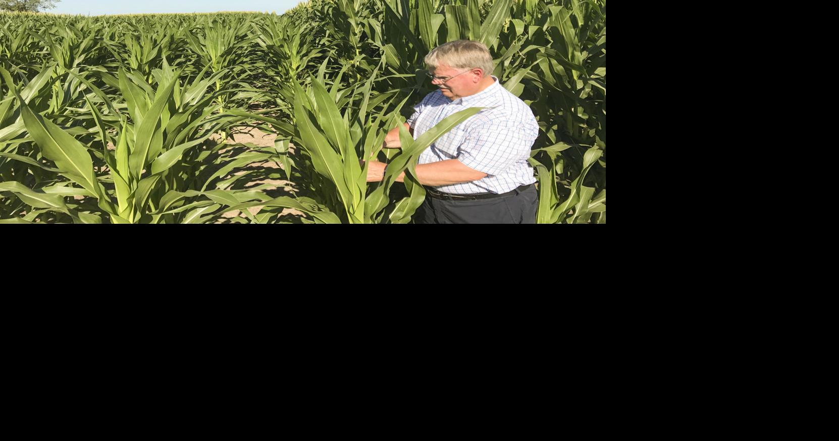 Late-planted crops most susceptible to hot, dry conditions | General ...