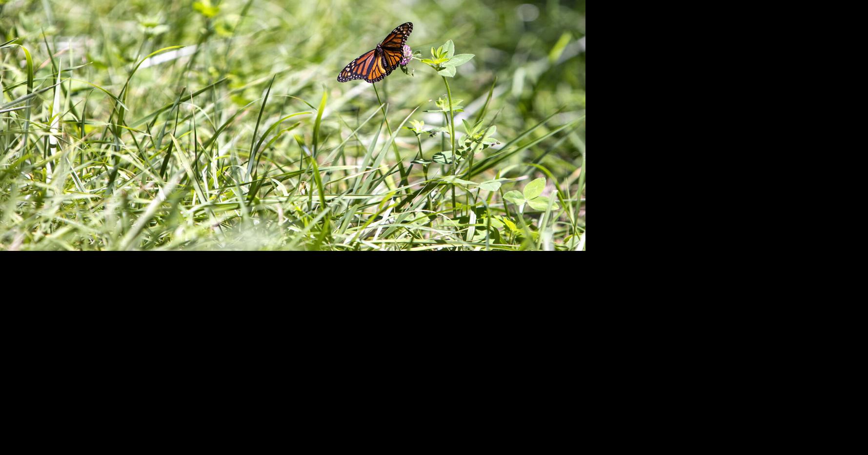 Eastern monarch numbers down, occupy fewer overwintering acres ...