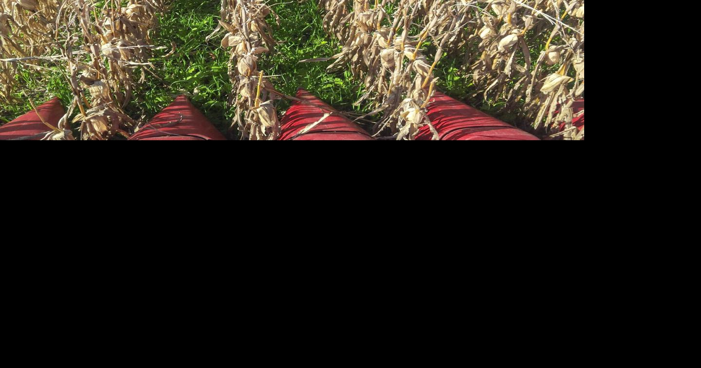 Plan ahead to reap maximum benefits from cover crops | Opinion ...