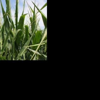 Yield-boosting corn gene identified | General | farmweeknow.com
