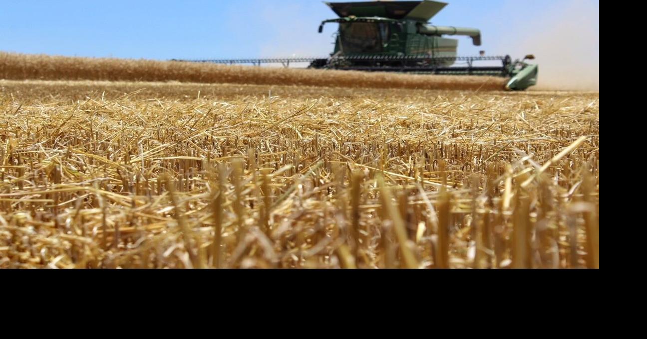 Wheat harvest well ahead of average pace | Crop Conditions ...