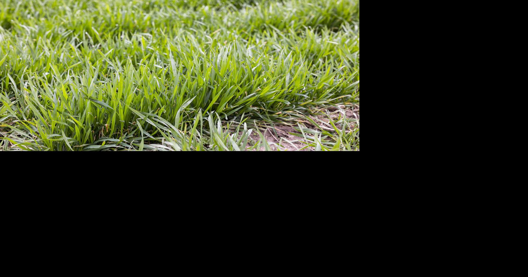 Winter wheat in fair to good condition post-dormancy | Crop Conditions ...