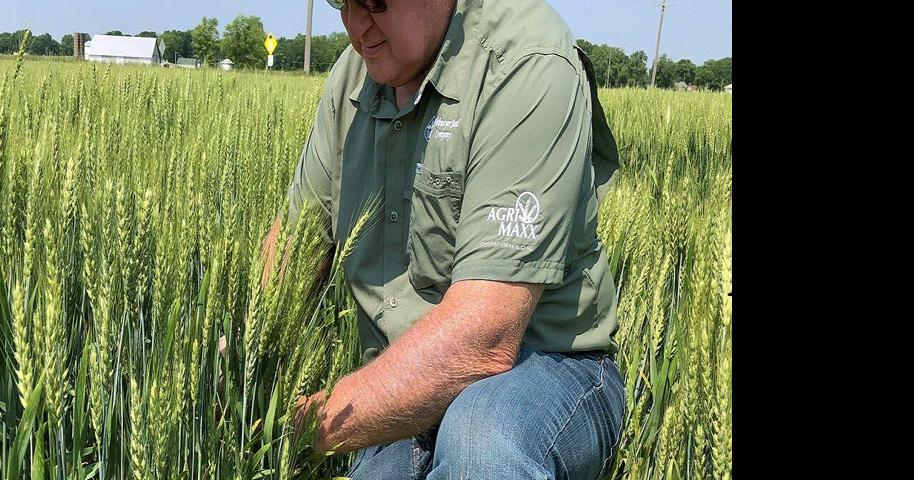 Wheat Tour Scouts Bullish About Yield Potential Profitability