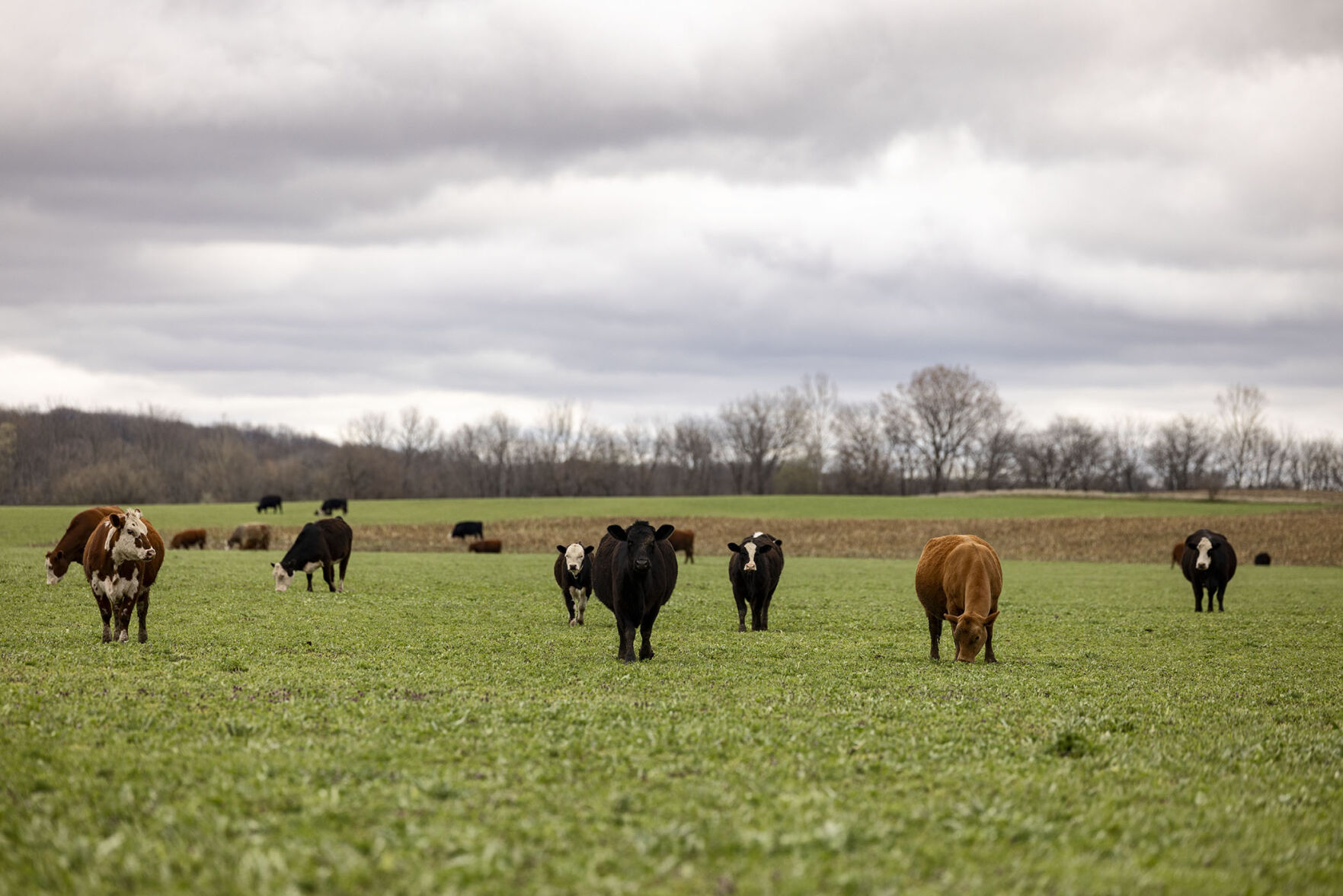 Producers and consumers celebrate National Beef Month | Livestock ...
