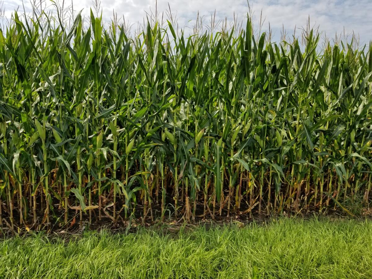 CropWatchers 2.0: Crops maturing well | Crop Conditions | farmweeknow.com