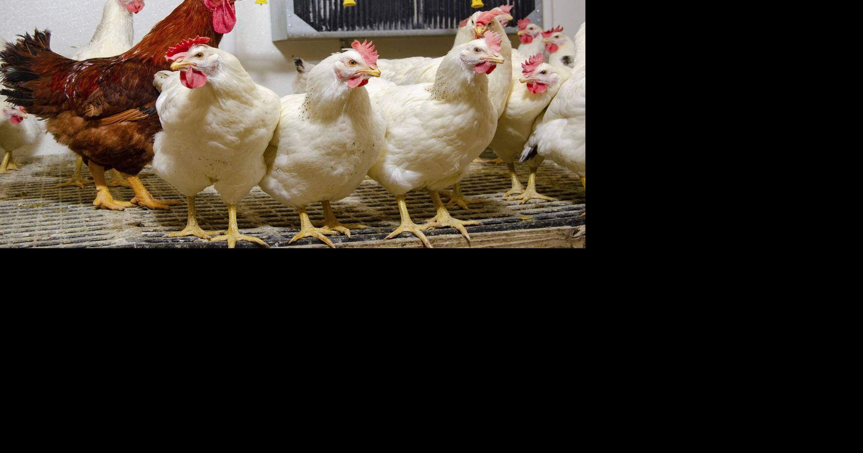 USDA to spend another $263 million to combat HPAI outbreak | Livestock ...