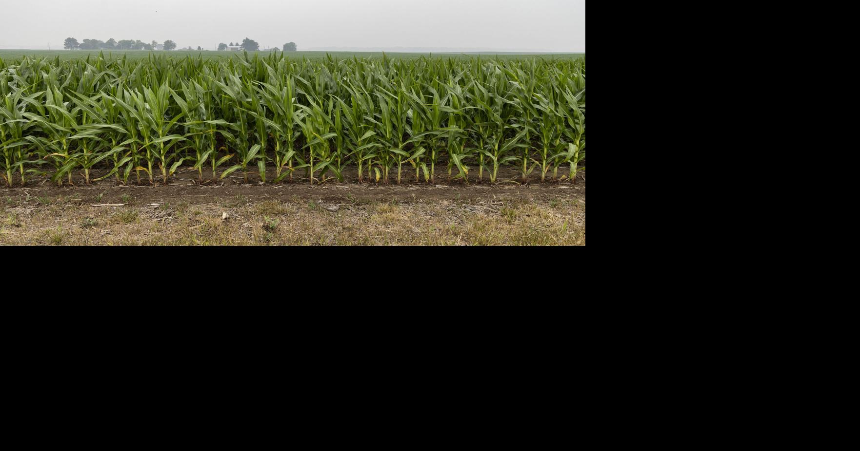 Corn height limited by drought in much of Illinois | Crop Conditions ...