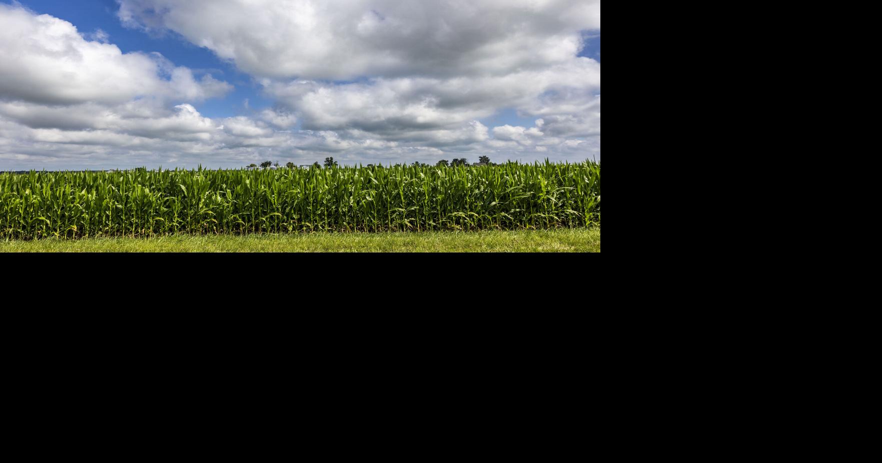 Corn enters dough stage, soybeans setting pods | Crop Conditions ...