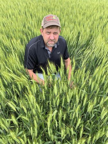 Top five wheat yield entries surpass 140 bushels | Crop Conditions ...