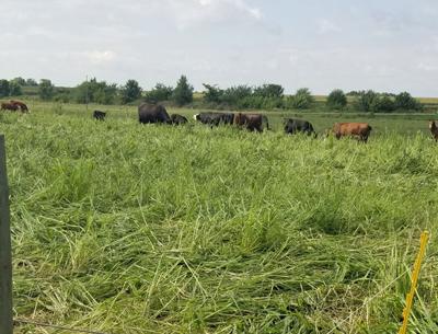 Management critical when using cover crops as forage | General ...