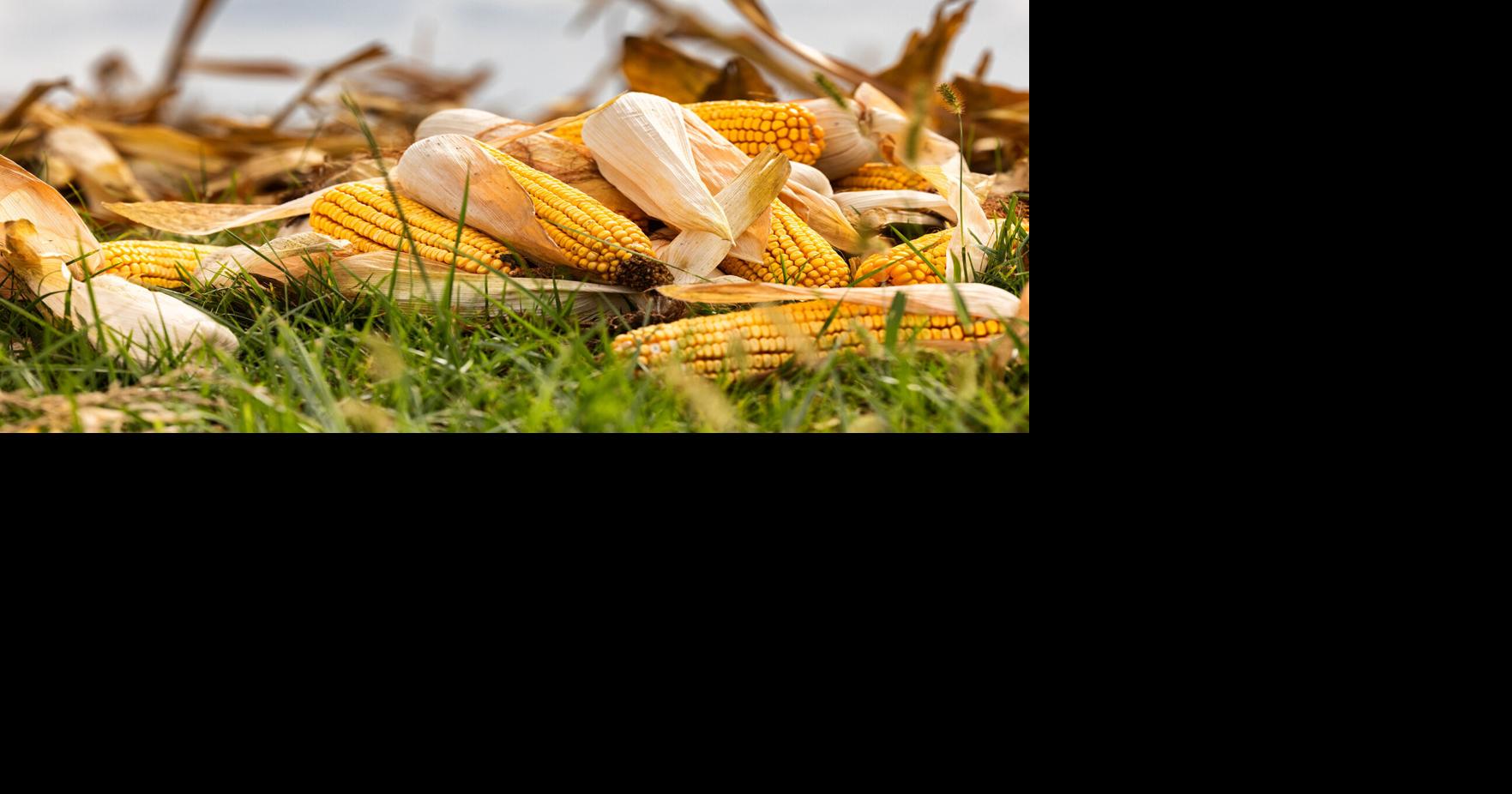 Corn yield contest winners announced | General | farmweeknow.com