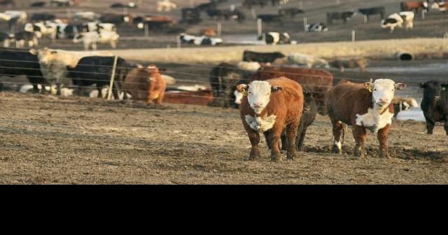 USDA releases final Packers and Stockyards Act rule | National ...