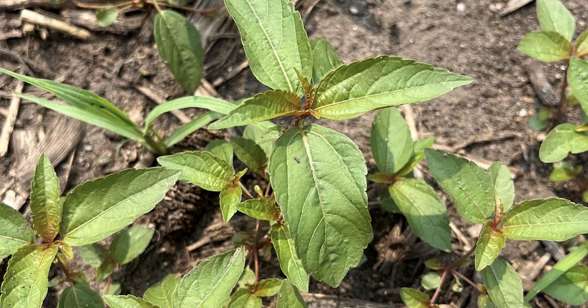Asian copperleaf weed discovered in Illinois | Profitability ...