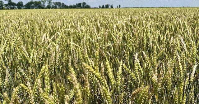 Top wheat yield contest entries surpass 100 bushels per acre | Crop ...