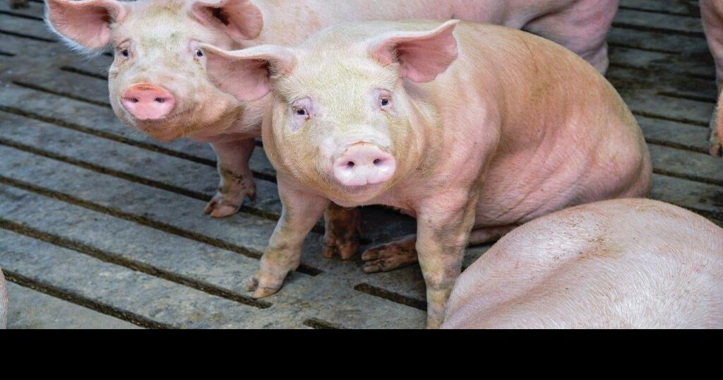 Swine inventory grows in Illinois | Profitability | farmweeknow.com