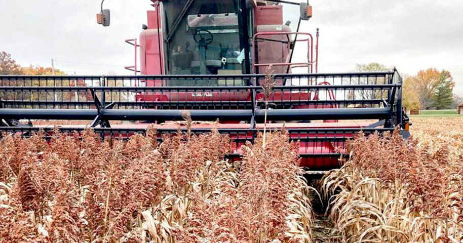 Milo offers farmers an option for less-than-ideal conditions | General ...