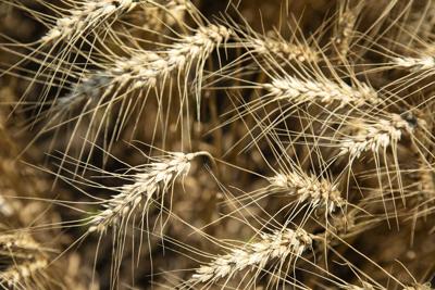 Needham offers management tips to grow 100-bushel wheat | Crop ...