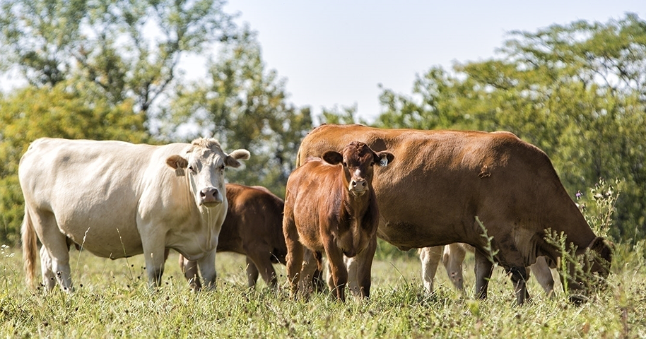 Consumer connections important as ever during May Beef Month ...