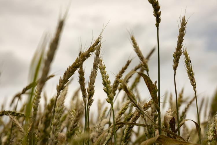 June's full moon signals time for wheat harvest | Crop Conditions ...