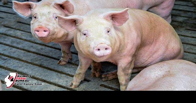 USDA modernizes swine slaughter inspection | National | farmweeknow.com