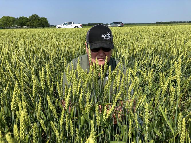 Wheat tour scouts bullish about yield potential | Profitability ...
