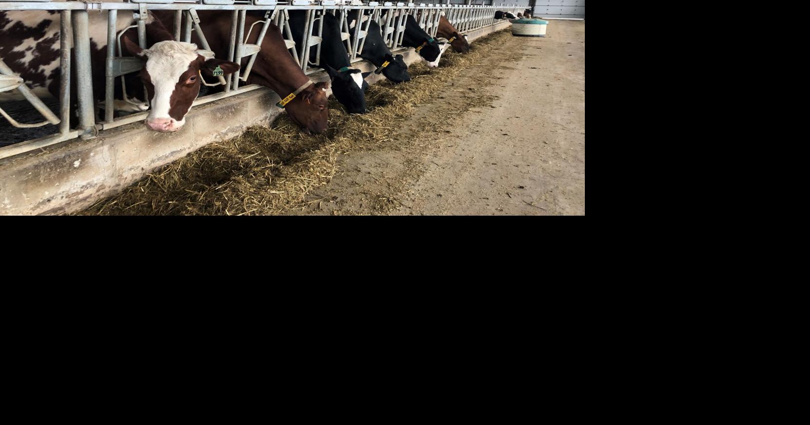 Milk Loss Program deadline extended | Livestock | farmweeknow.com