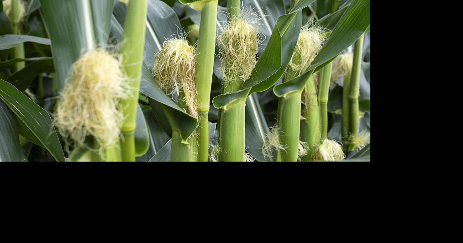 Short corn gets big attention | General | farmweeknow.com