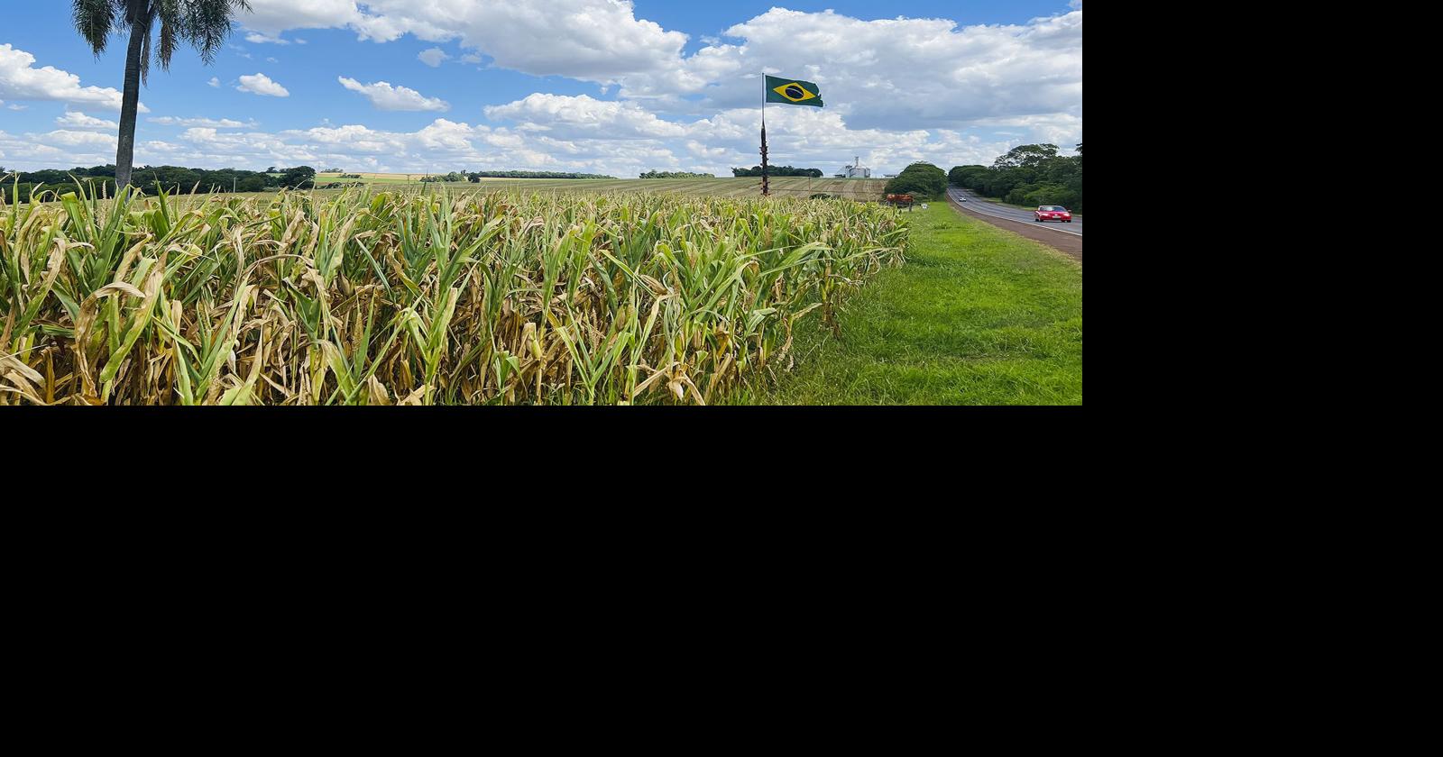 Cash corn at $5.38 per bushel in Brazil | Market Focus | farmweeknow.com
