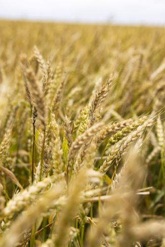 Wheat harvest well ahead of average pace | Crop Conditions ...