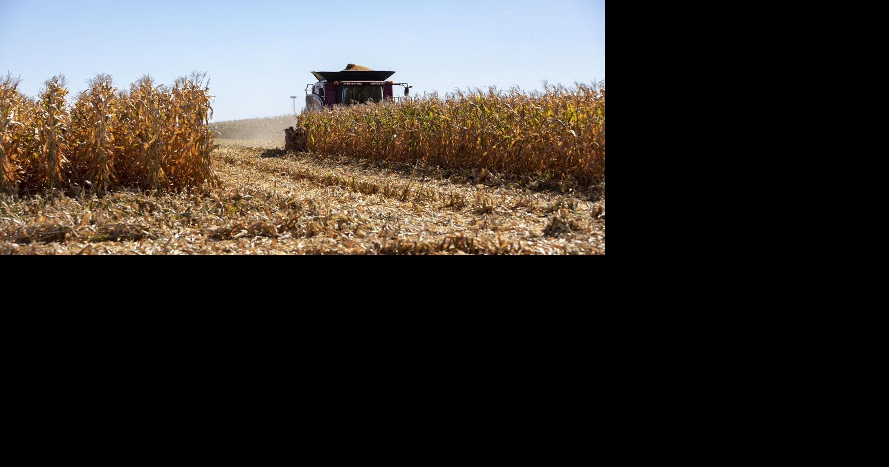 House members call for USMCA settlement over Mexico GMO corn ban ...