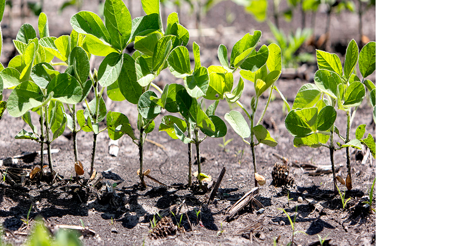 Considerations for high yielding and early planted soybeans ...