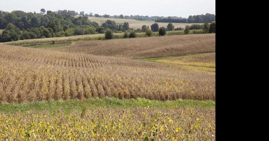 Illinois counties produce top crop estimates | Profitability ...