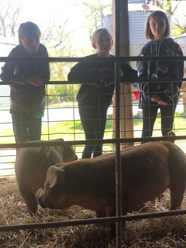 Photos: Fourth-grade farm tours at Hadden Farm | | farmweeknow.com