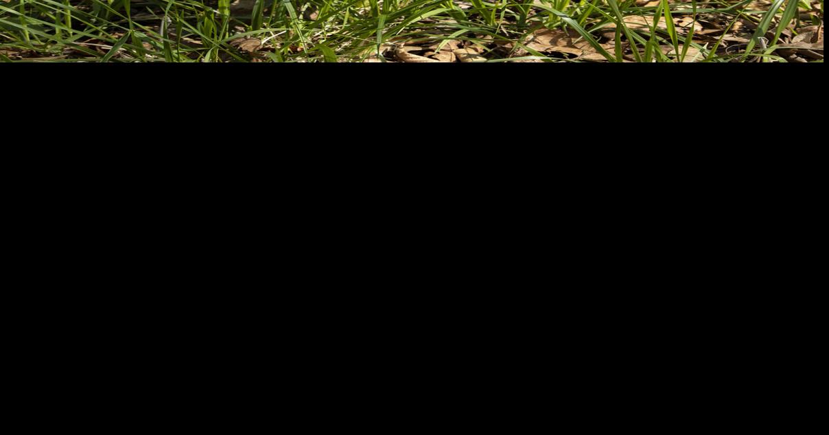 NRCS announces Landscape Restoration Partnership in four counties ...