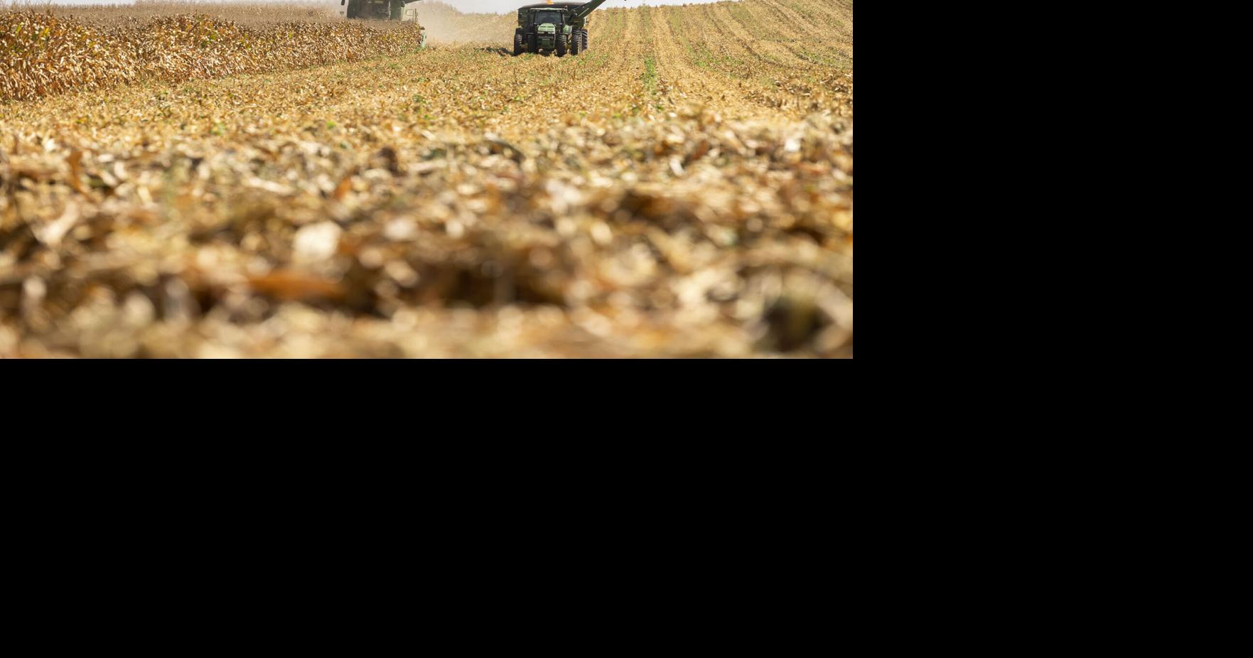 Mexico repeals GE corn import ban | National | farmweeknow.com