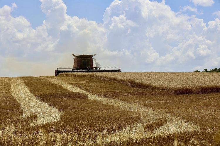 Results mixed for White County wheat farmer | Crop Conditions ...