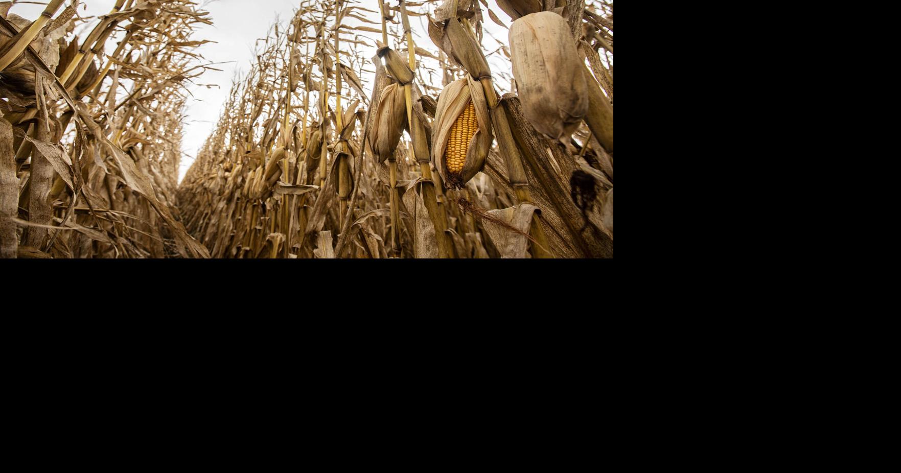 USDA predicts large boost to corn exports | Profitability | farmweeknow.com