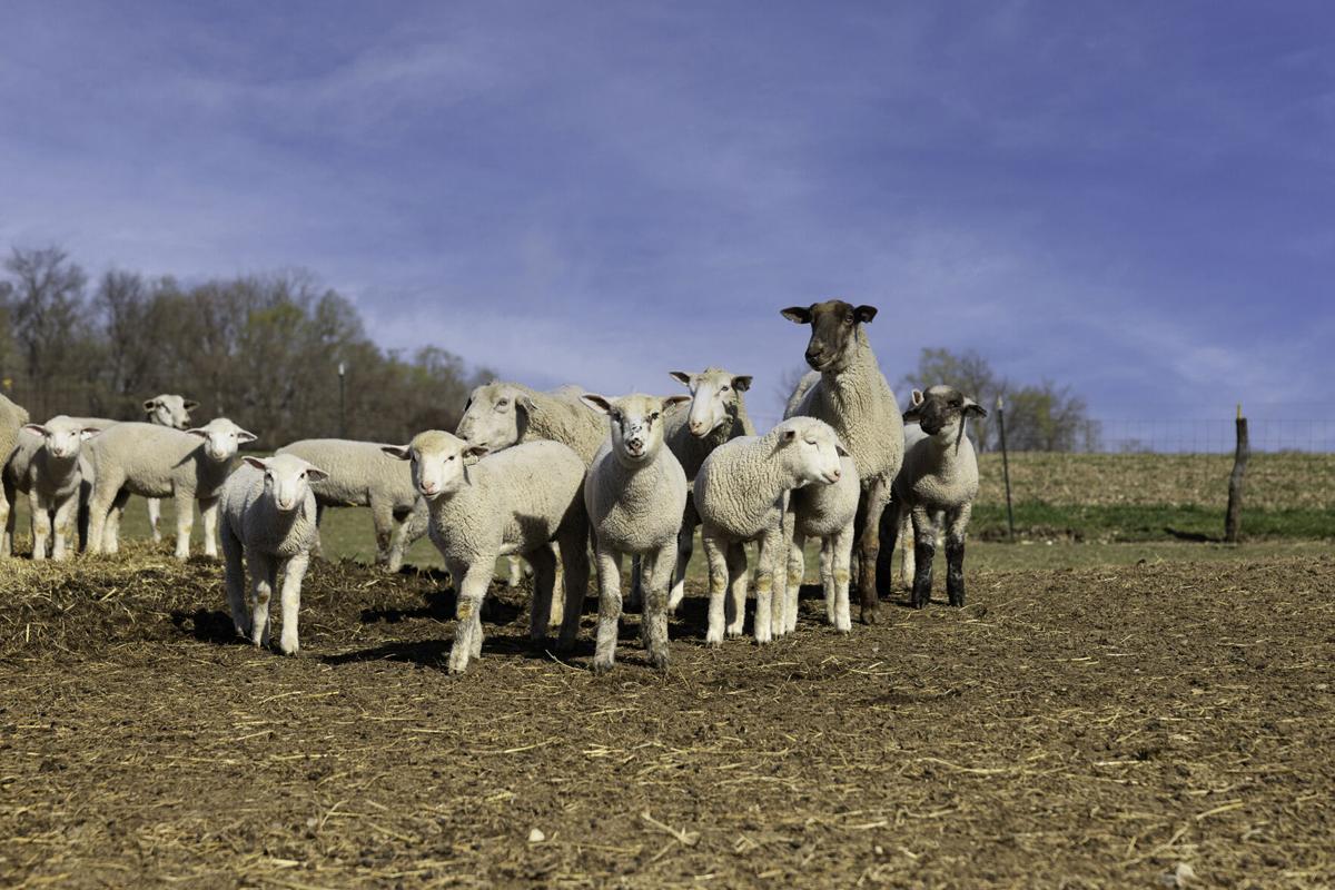Thousands of sheep to flock to Illinois July 4 | General | farmweeknow.com