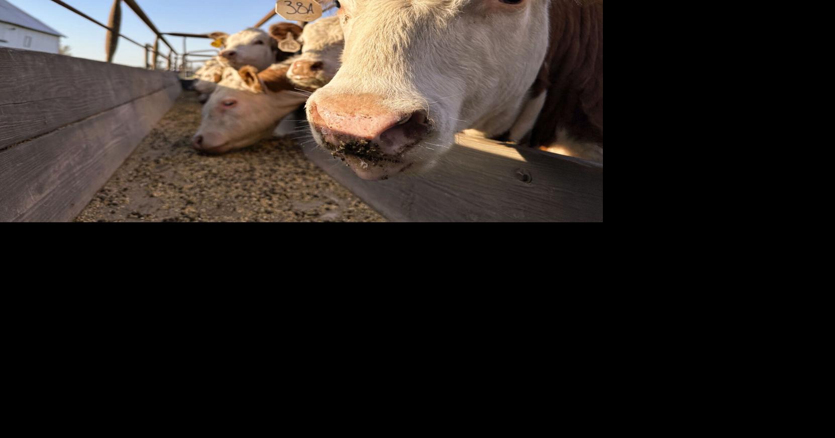 Analyst watching cattle placement numbers | Livestock | farmweeknow.com