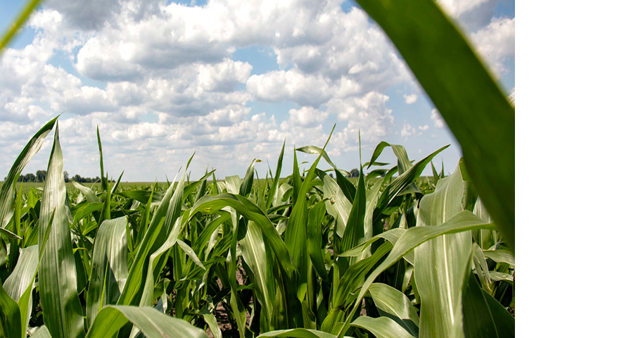 What happened to 5 million acres of corn? Economist explains ...