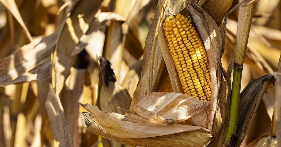 Corn crop drying down quickly in some fields | Crop Conditions ...