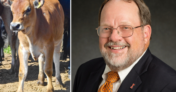 Scientists discover diabetes breakthrough in cow's milk | Livestock ...