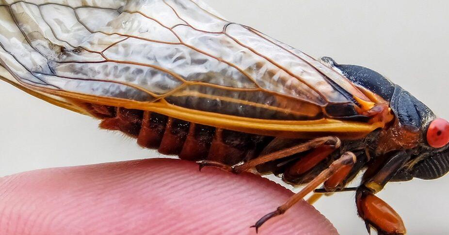 Rare cicada emergence expected this spring | General | farmweeknow.com