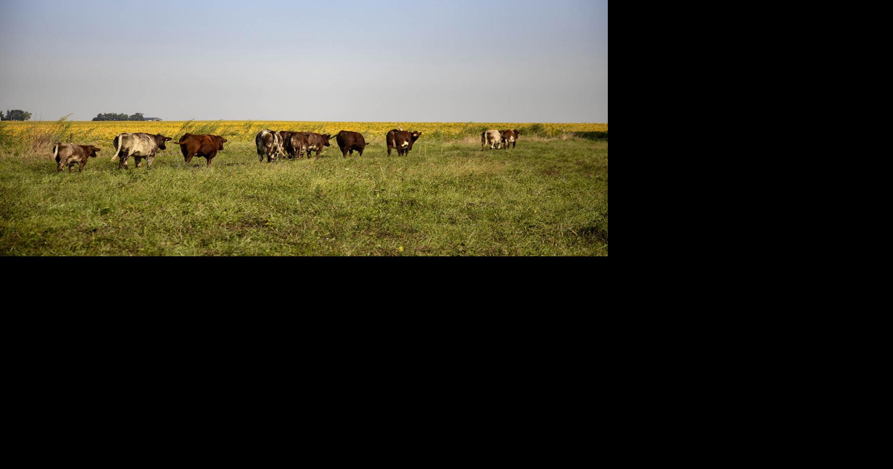 Consider various fall feeding options for cattle | Livestock ...