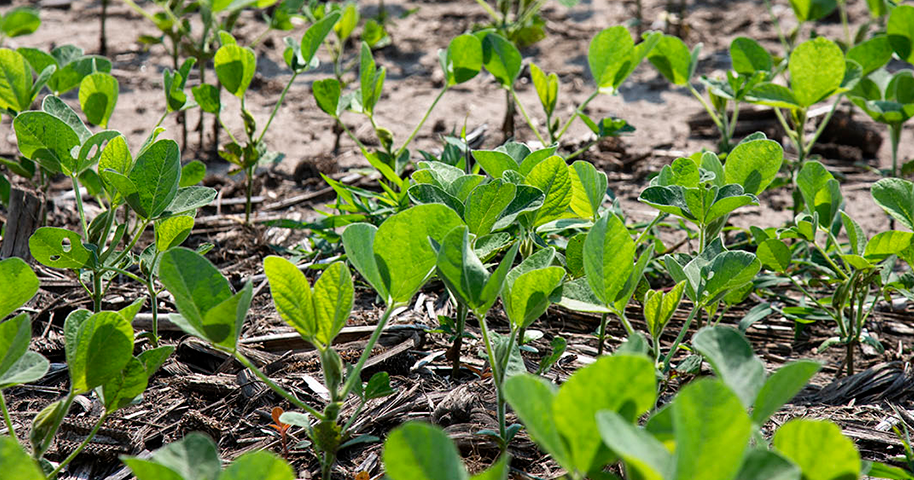 Quality crop yields start with consistent emergence | Crop Conditions ...